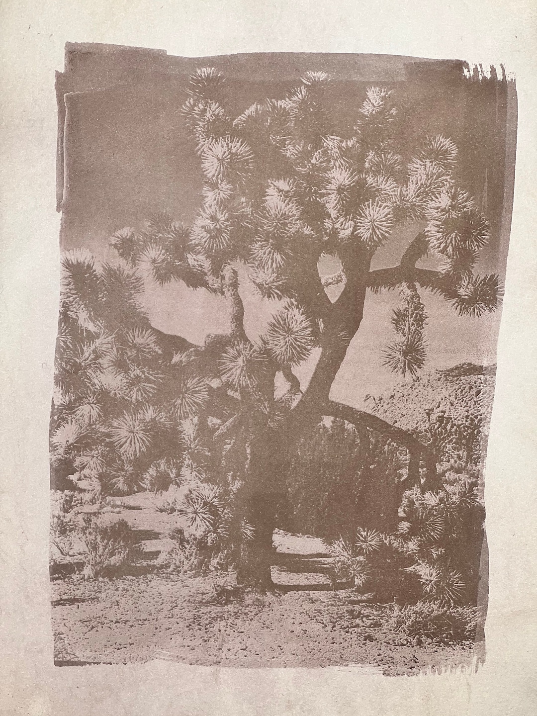 Joshua Tree Redux Cyanotype Art original Work - Etsy