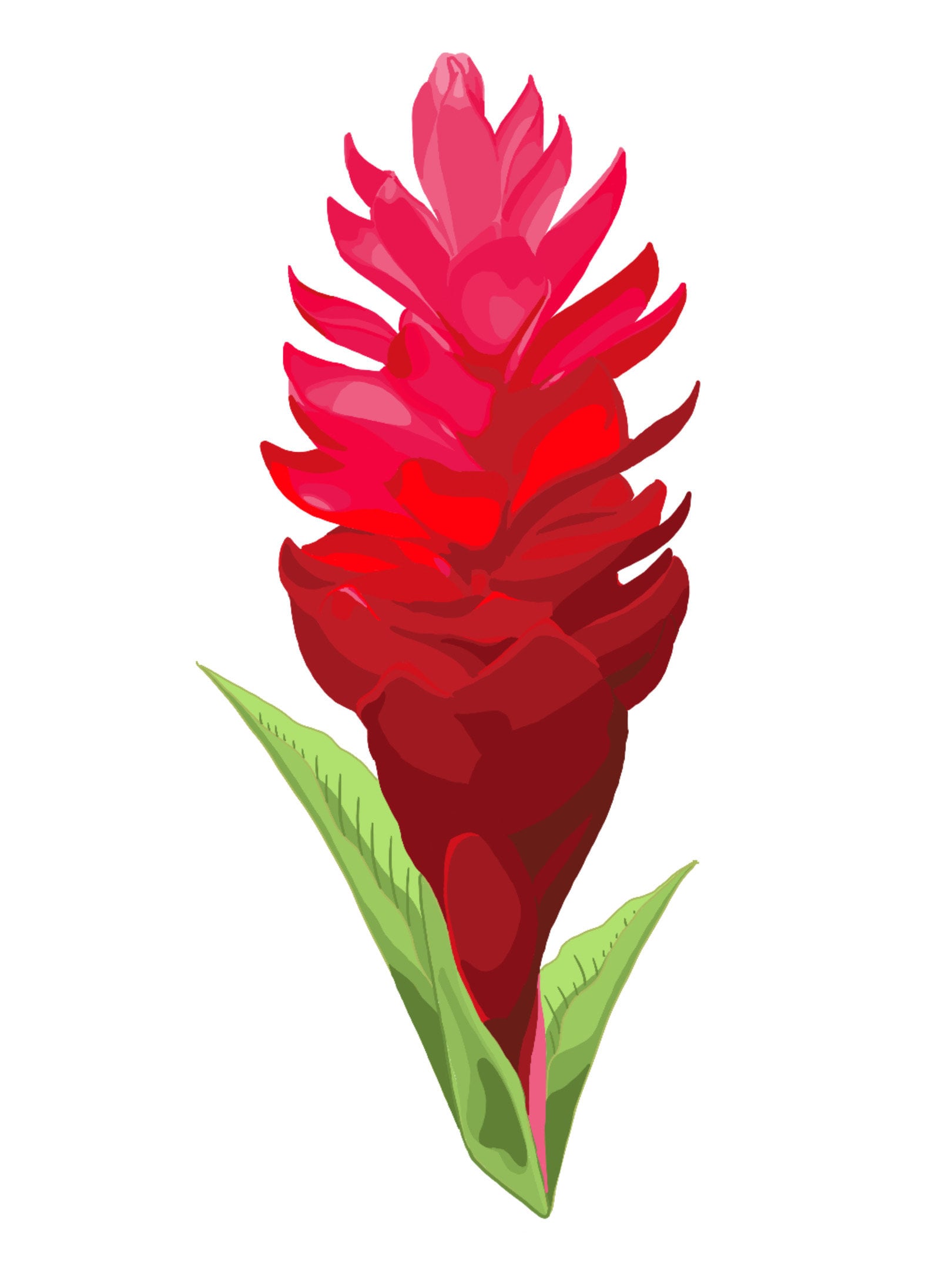 Samoan Teuila | Digital Art | Instant Download | Samoan Art - Etsy ...