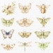 Luna Moth Watercolor Clipart - Dark Academia Cottagecore Summer ...