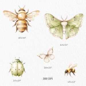 Luna Moth Watercolor Clipart - Dark Academia Cottagecore Summer ...