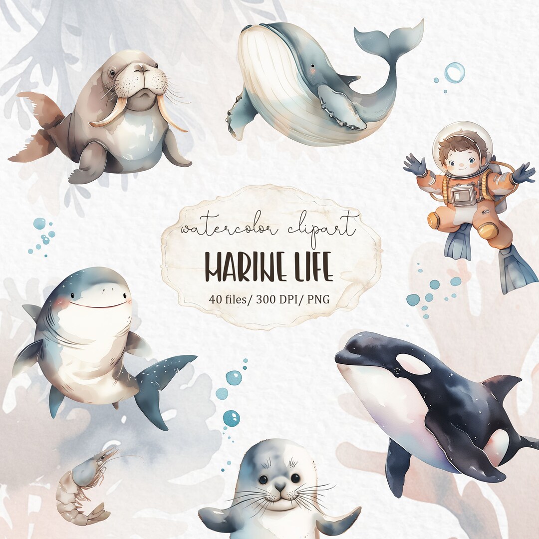 Marine Life Watercolor Clipart PNG - #w43 - Etsy