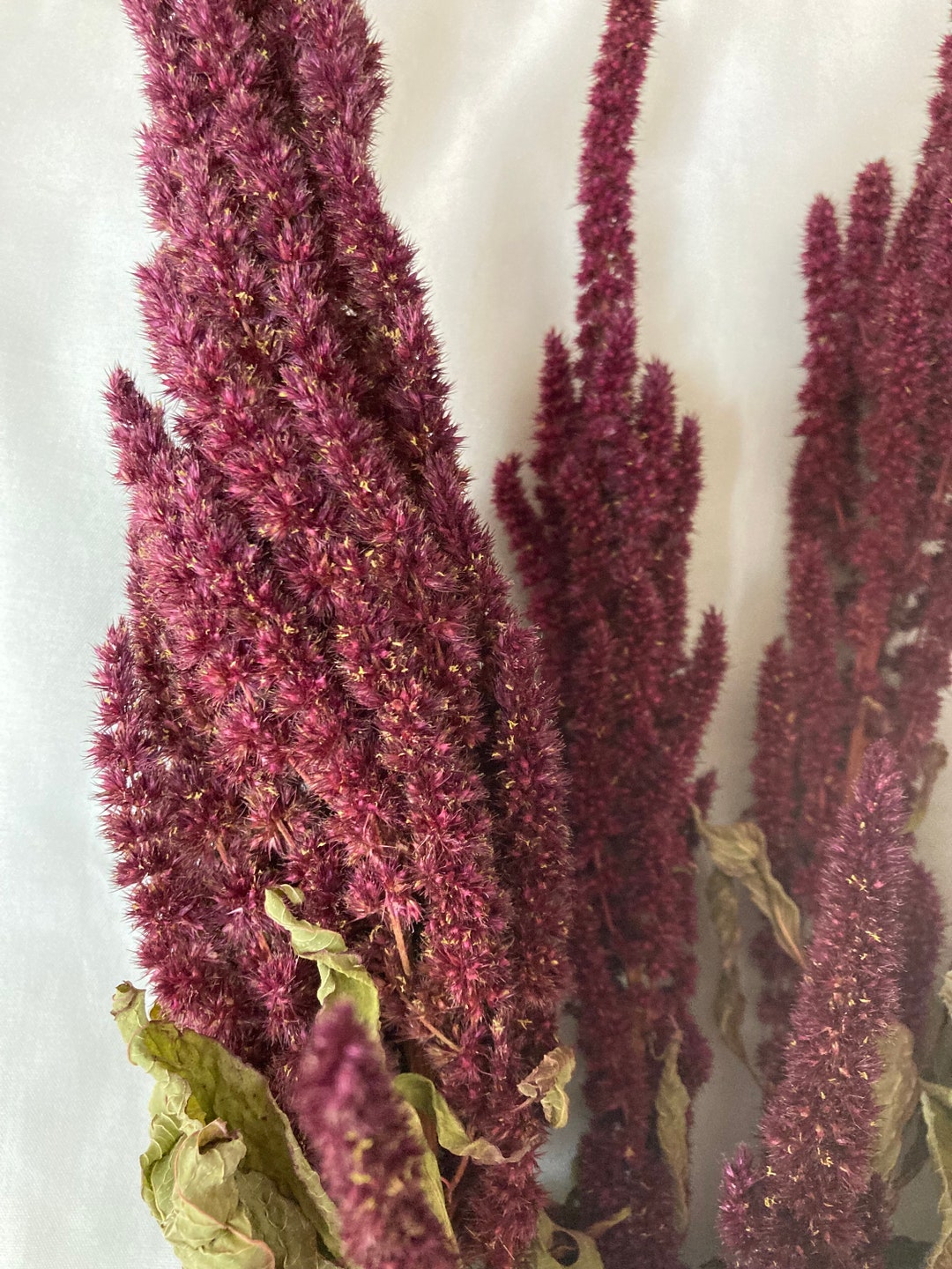 Dried Red Amaranth - Etsy UK