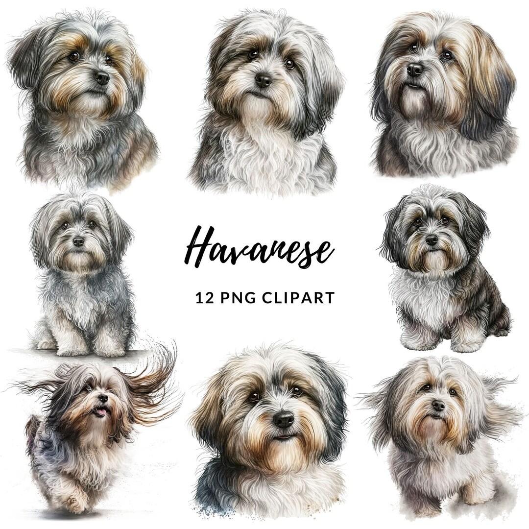 Havanese Dog Clipart - 12 High Quality Pngs, Digital Paper Crafting ...