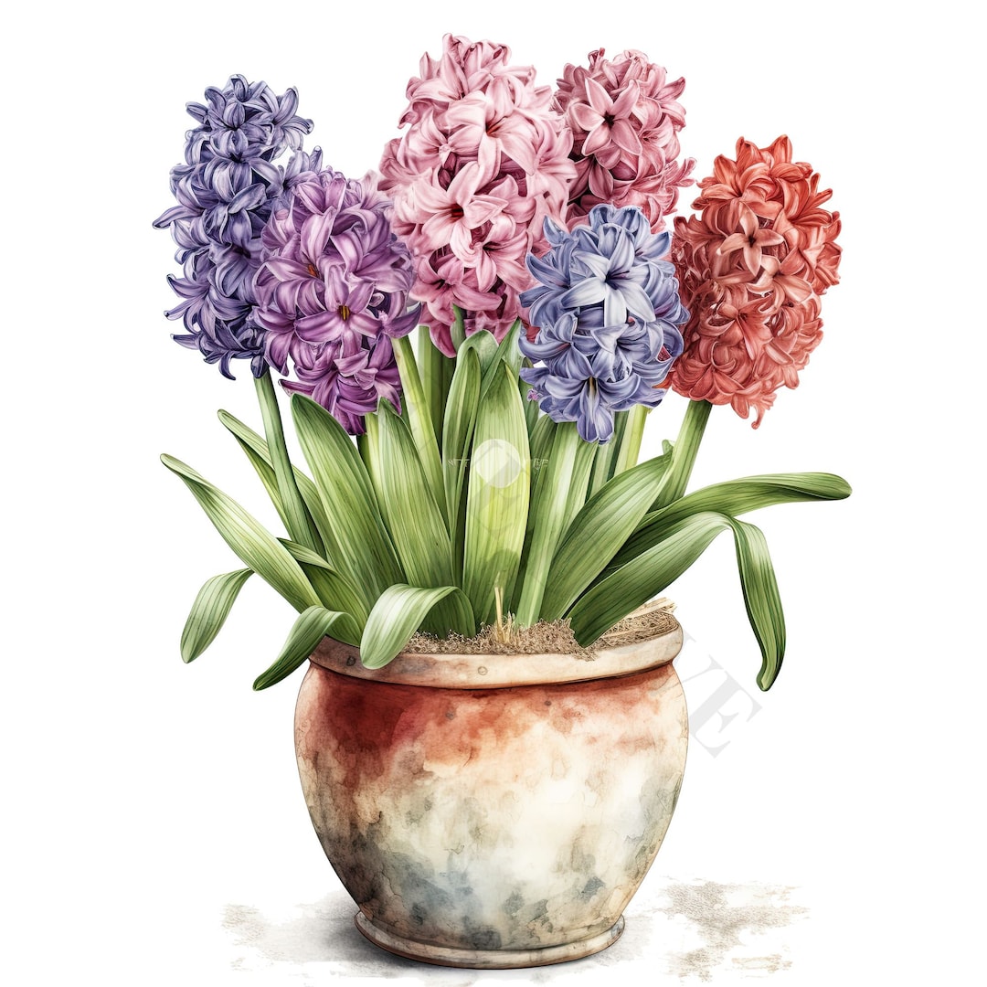 Planted Hyacinth Clipart - 12 High Quality Pngs, Digital Paper Crafting ...