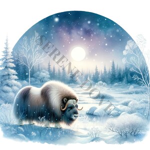 Winter Musk Oxen Clipart - 12 High Quality Pngs, Digital Download, Card ...