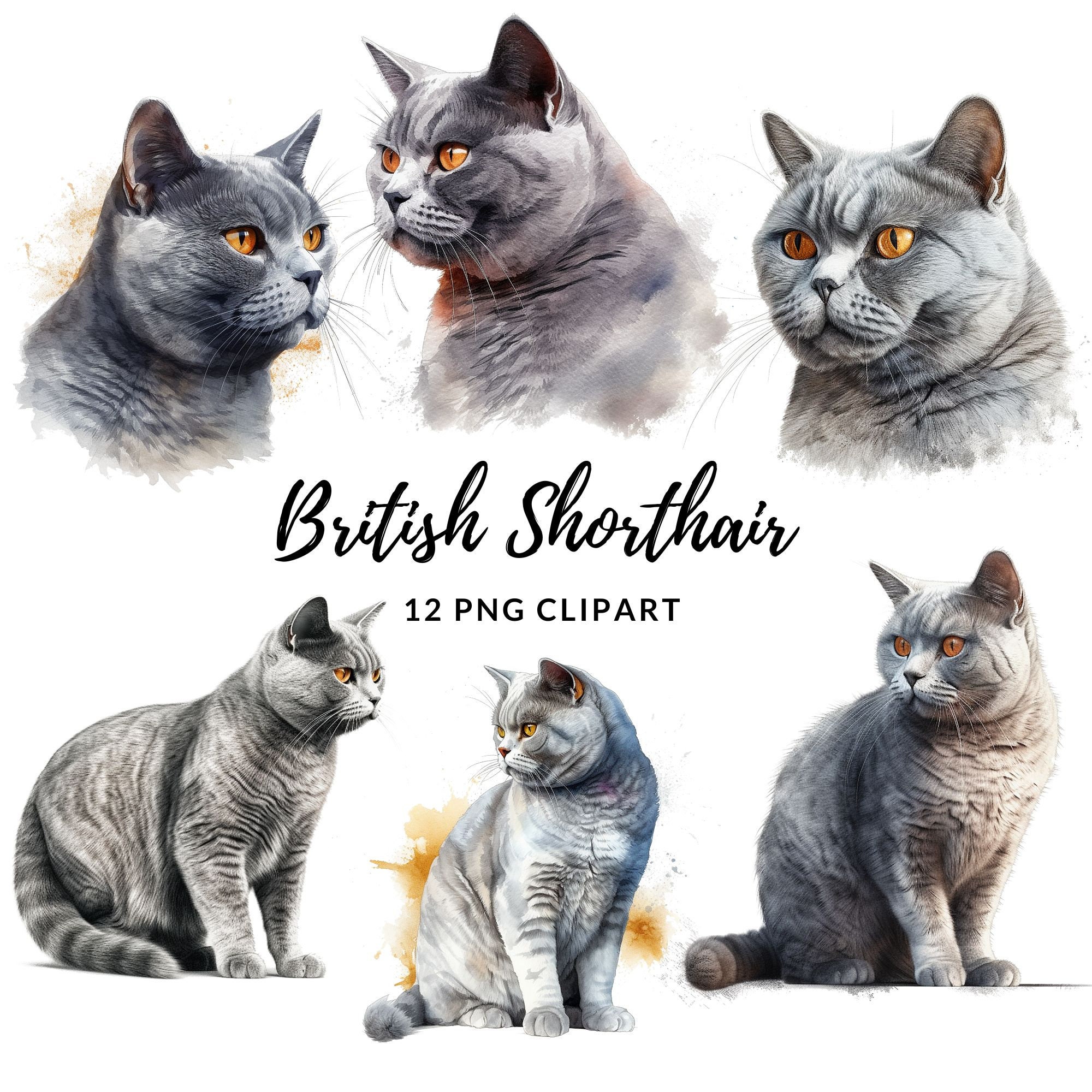 British Shorthair Clipart 12 High Quality Pngs Digital - Etsy