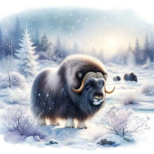 Winter Musk Oxen Clipart - 12 High Quality Pngs, Digital Download, Card ...