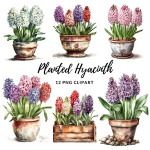 Planted Hyacinth Clipart - 12 High Quality Pngs, Digital Paper Crafting ...