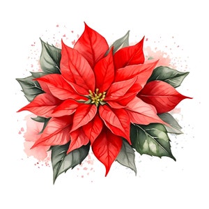Poinsettia Flower Clipart - 10 High Quality Pngs, Memory Book, Junk ...