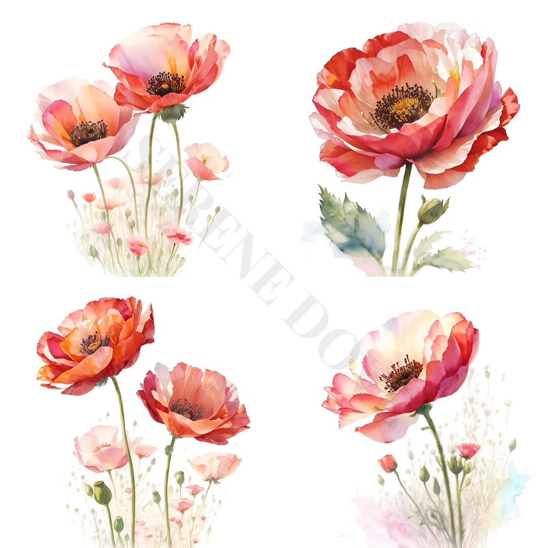 Ethereal Poppy Clipart Bundle - Watercolor Poppy Flowers PNG, Floral ...