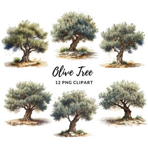 Olive Tree Clipart - 12 High Quality Pngs, Digital Download, Card ...