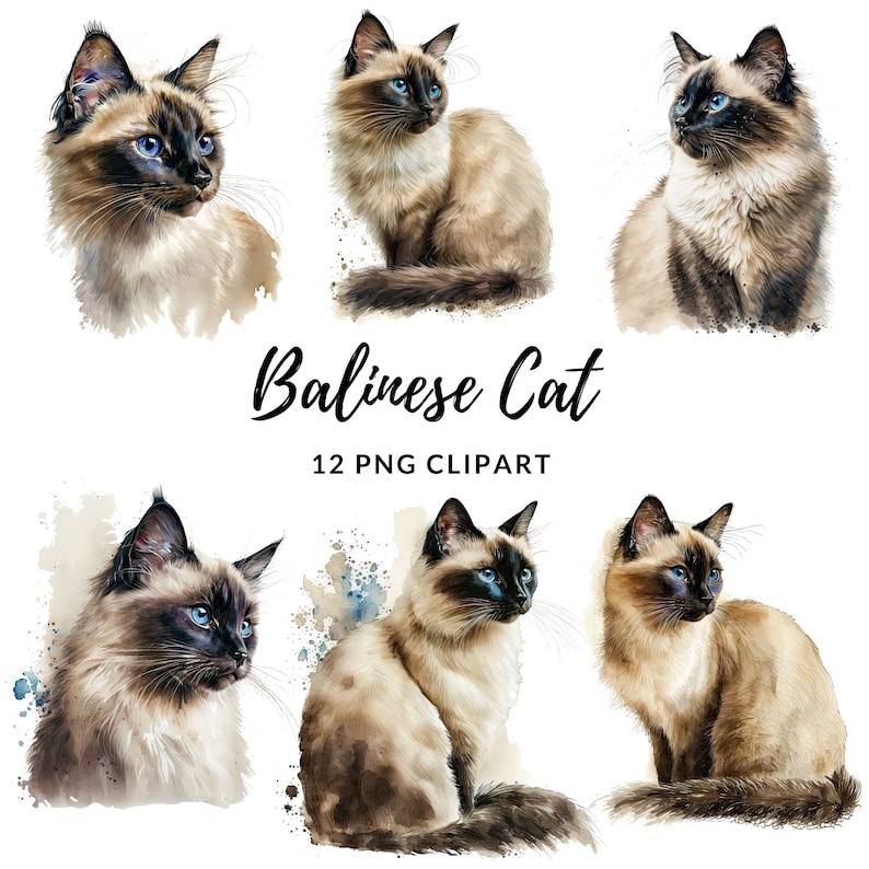 Balinese Cat Clipart - 12 High Quality Pngs, Digital Paper Crafting ...
