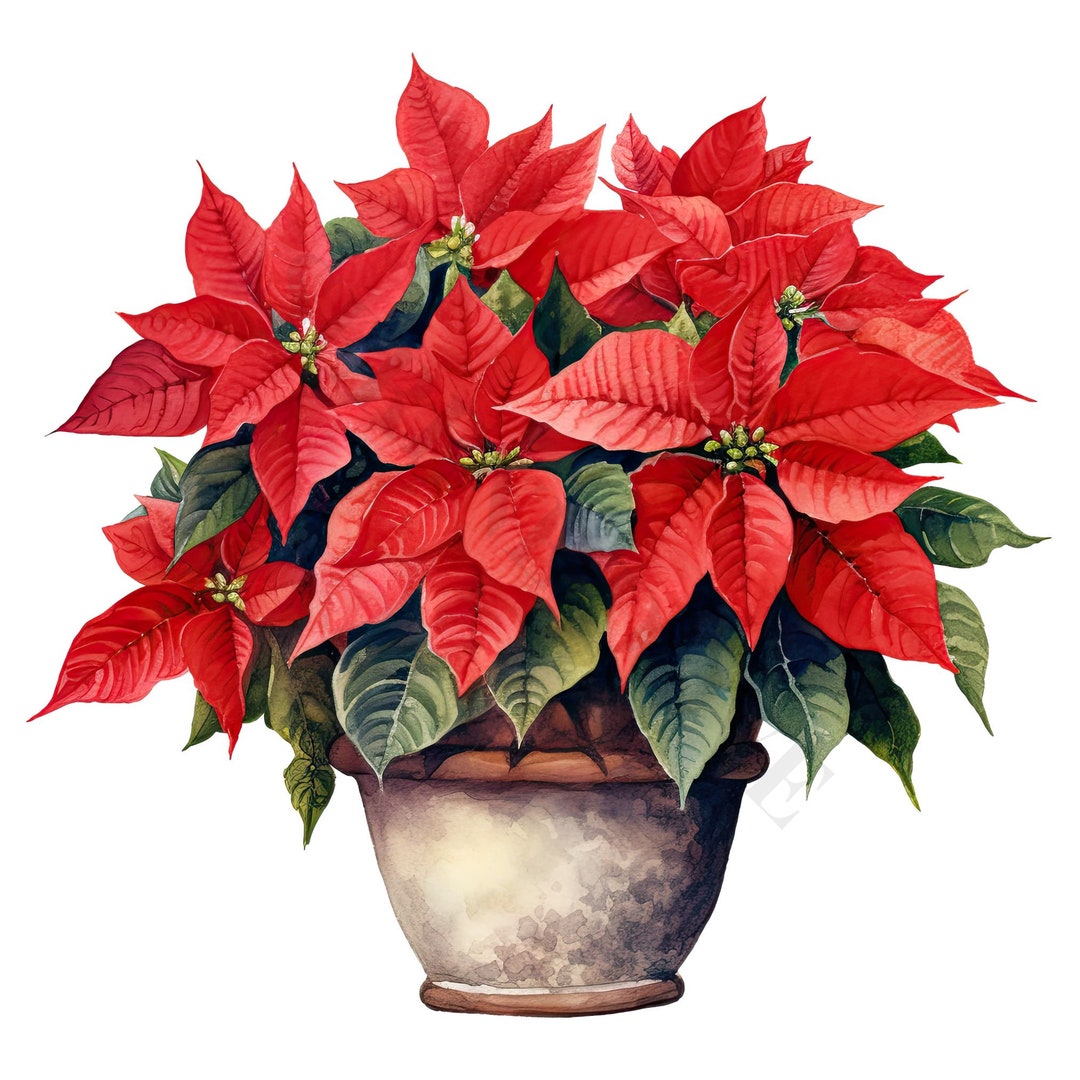 Potted Poinsettia Clipart - 12 High Quality PNG, Digital Paper Crafting ...