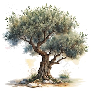 Olive Tree Clipart - 12 High Quality Pngs, Digital Download, Card ...