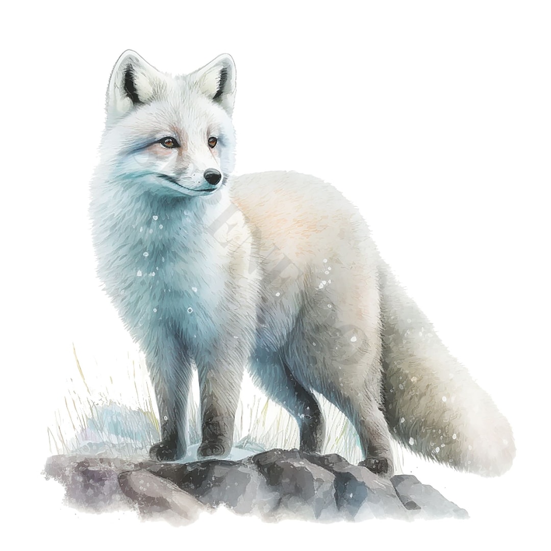 Arctic Fox Clipart - 12 High Quality Pngs, Memory Book, Junk Journals ...