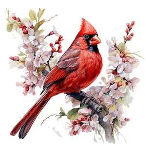 Floral Red Cardinal Clipart - 12 High Quality Pngs, Memory Book, Junk ...
