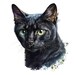 Bombay Cat Clipart - 12 High Quality Pngs, Digital Paper Crafting ...