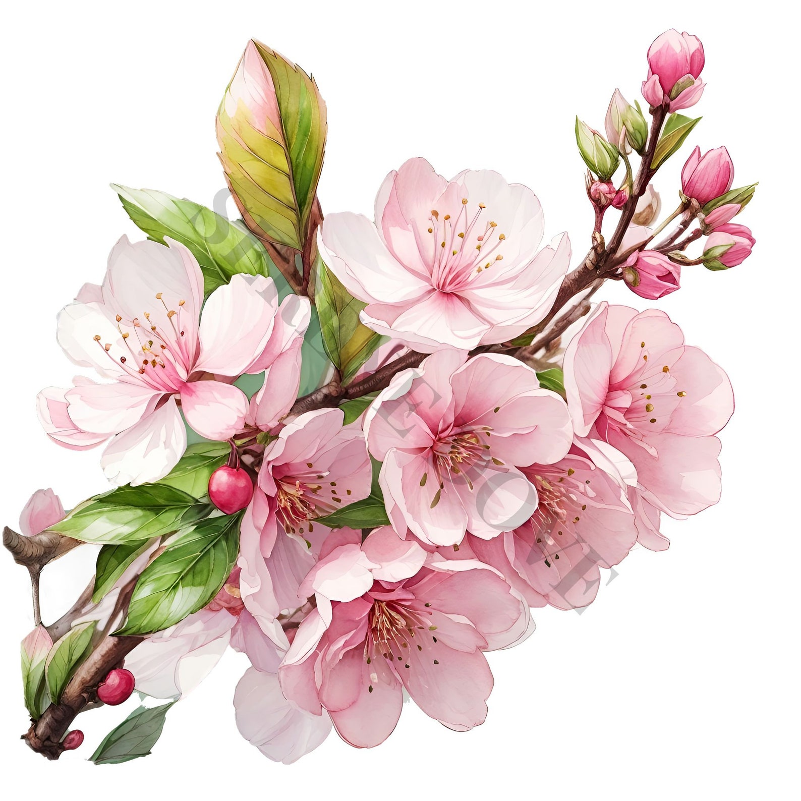 Cherry Blossoms Clipart - 10 High Quality Pngs, Digital Paper Crafting ...