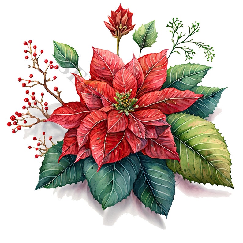 Poinsettia Clipart - 12 High Quality Pngs, Digital Paper Crafting ...