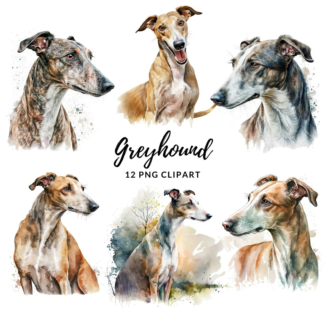 Greyhound Dog Clipart - 12 High Quality Pngs, Digital Paper Crafting ...