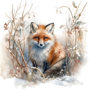 Winter Fox Clipart - 12 High Quality Pngs, Digital Paper Crafting ...
