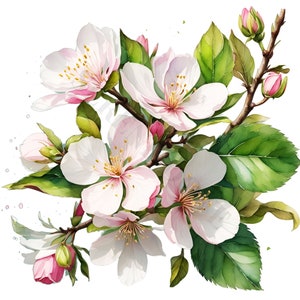 Apple Blossom Clipart - 12 High Quality Pngs, Digital Download, Card ...