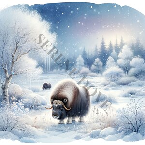 Winter Musk Oxen Clipart - 12 High Quality Pngs, Digital Download, Card ...