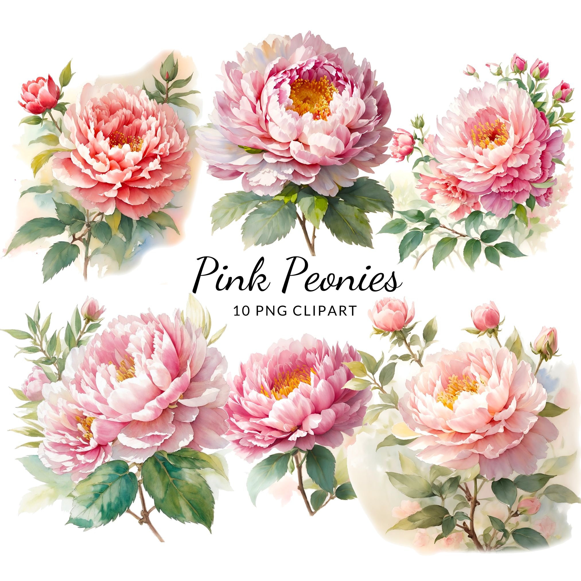 Pink Peonies Clipart - 10 High Quality Pngs, Digital Download, Great ...