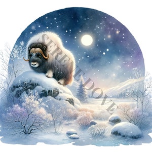 Winter Musk Oxen Clipart - 12 High Quality Pngs, Digital Download, Card ...