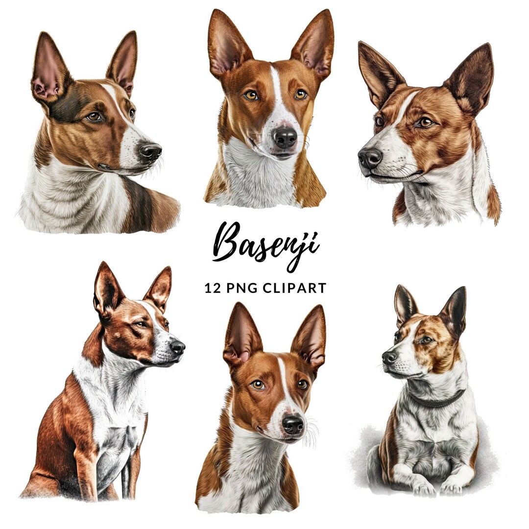 Basenji Dog Clipart - 12 High Quality Pngs, Digital Paper Crafting ...