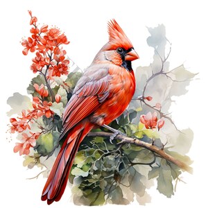 Floral Red Cardinal Clipart - 12 High Quality Pngs, Memory Book, Junk ...