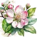 Apple Blossom Clipart - 12 High Quality Pngs, Digital Download, Card ...