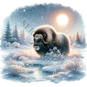 Winter Musk Oxen Clipart - 12 High Quality Pngs, Digital Download, Card ...