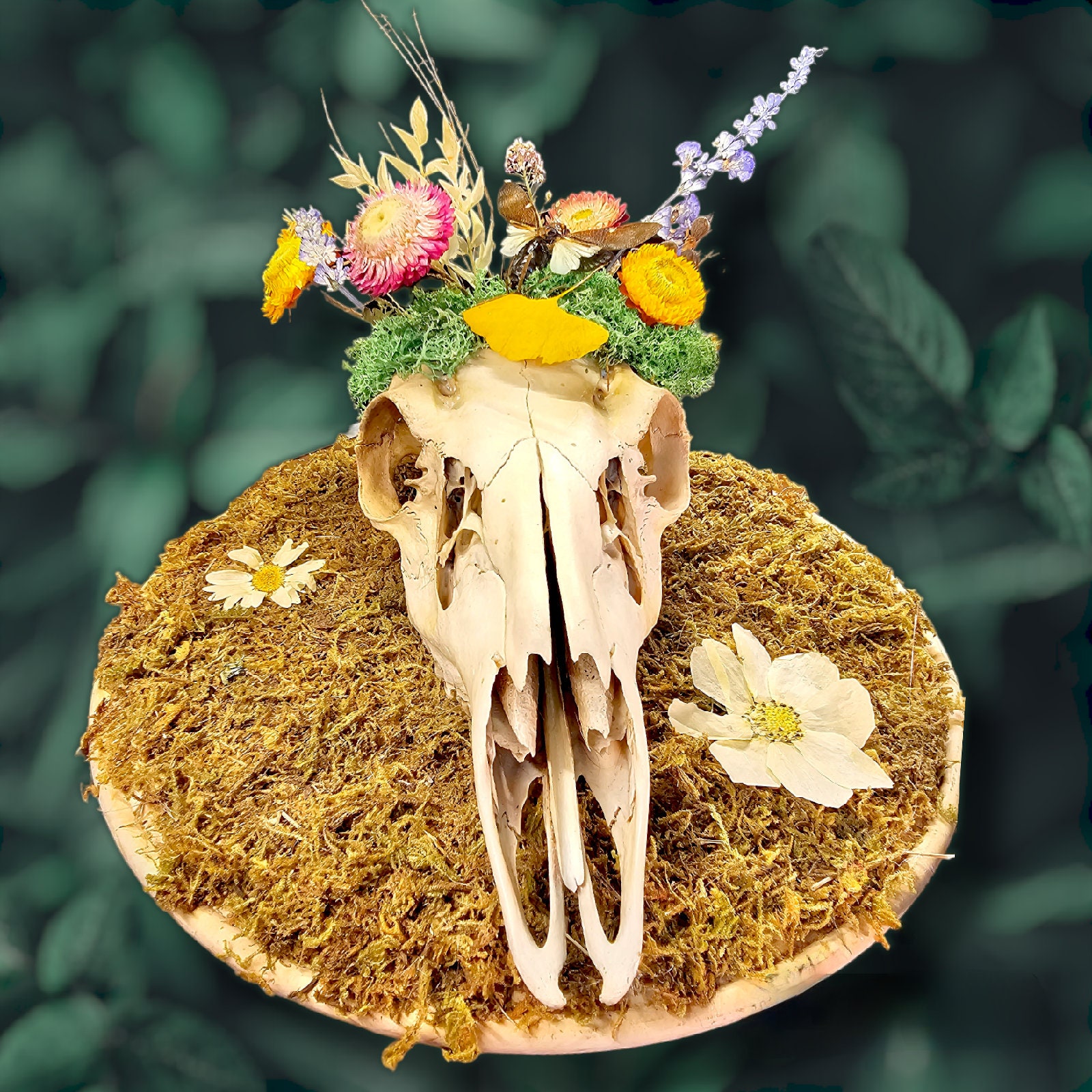 Deer Skull and Cicada With Preserved Forals - Etsy