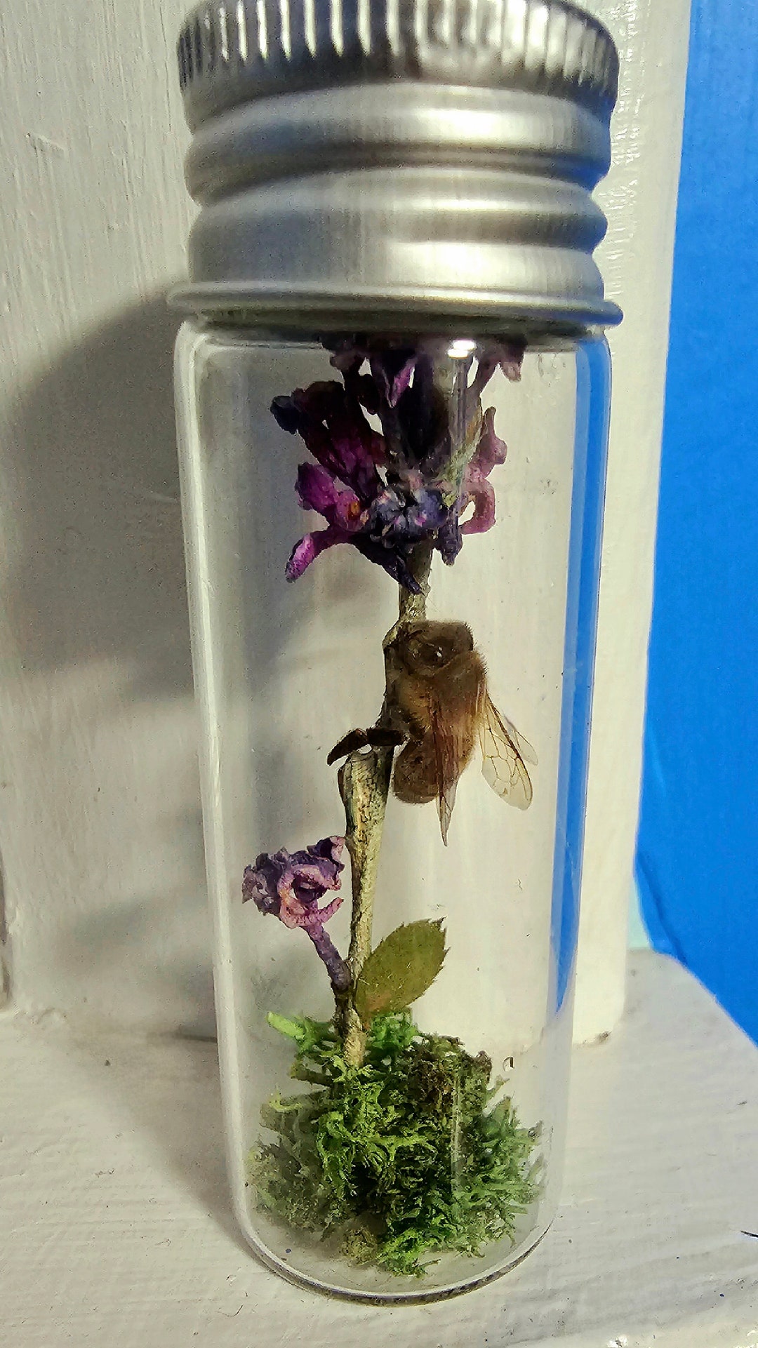 Preserved Honeybee in Glass Vial - Etsy