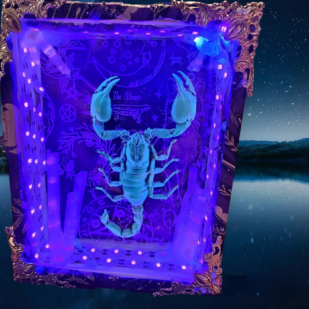 Scorpion Shadow Box With Selenite Crystals and Black Light - Etsy