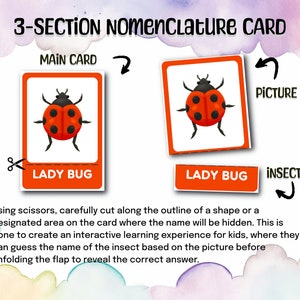 Bugs Insects Educational Montessori Flashcards, Preschool Toddler ...