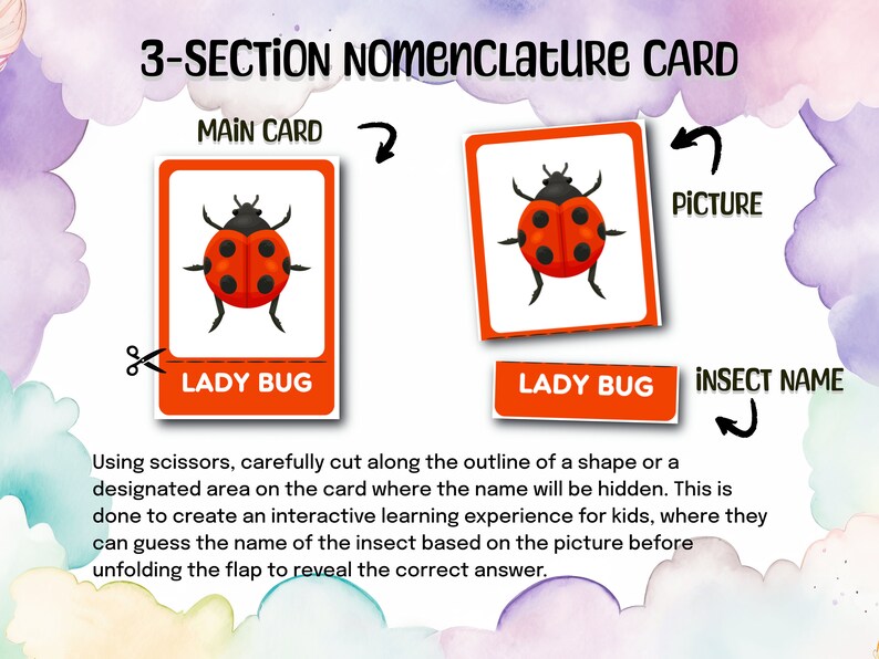 Bugs Insects Educational Montessori Flashcards, Preschool Toddler ...