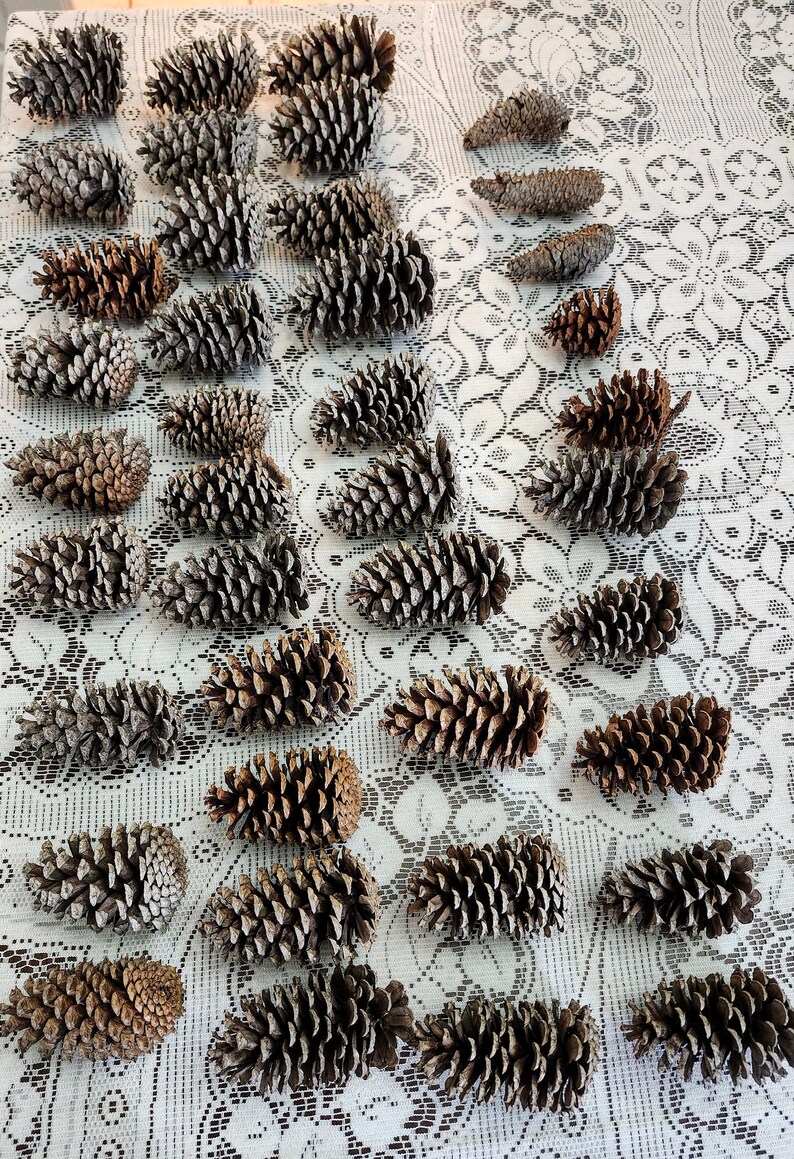 Set of Pinecones Raw Pinecones Rustic Decor Organic Pinecones All ...