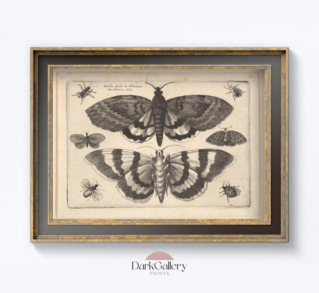 Vintage Moth and Butterflies Etching Digital Print Dark - Etsy