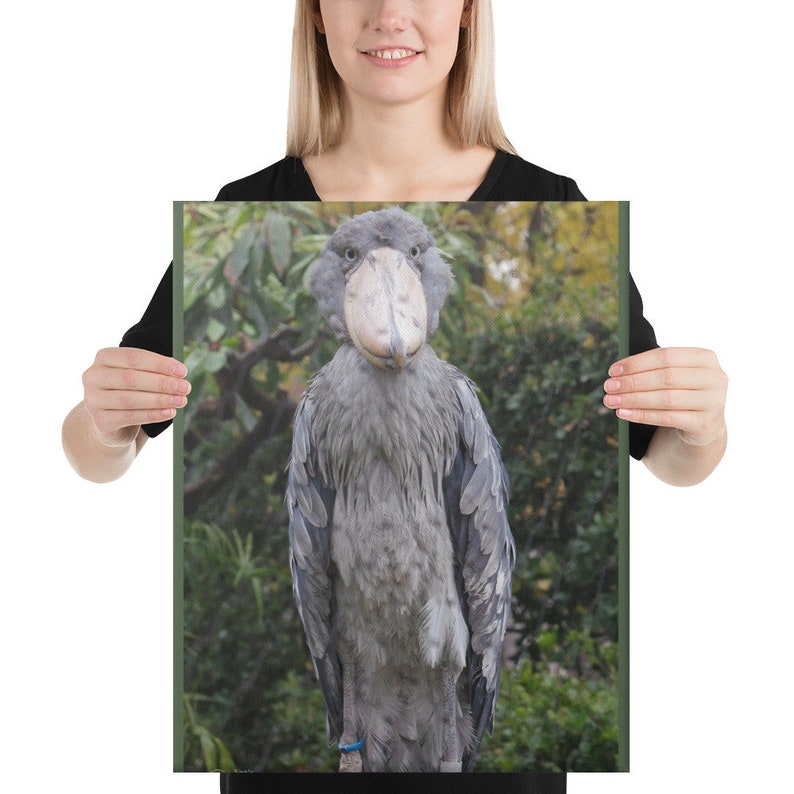 Shoebill Stork Canvas Print: Prehistoric Bird Art - Etsy