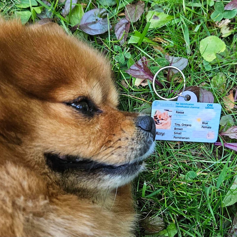 Dog Driver License - Etsy