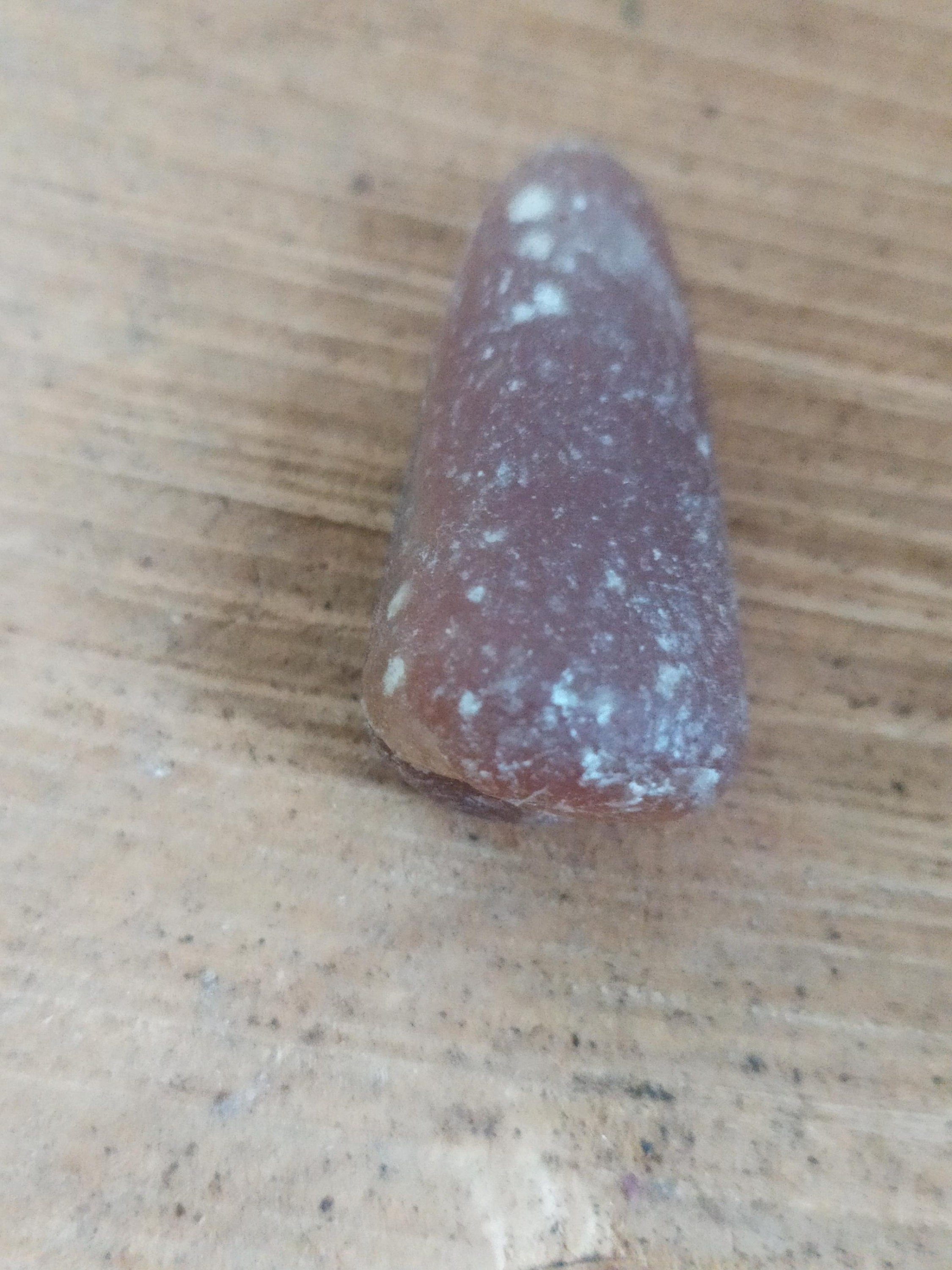 Jurassic Belemnite Fossil Lower Lias Collection Authentic - Etsy