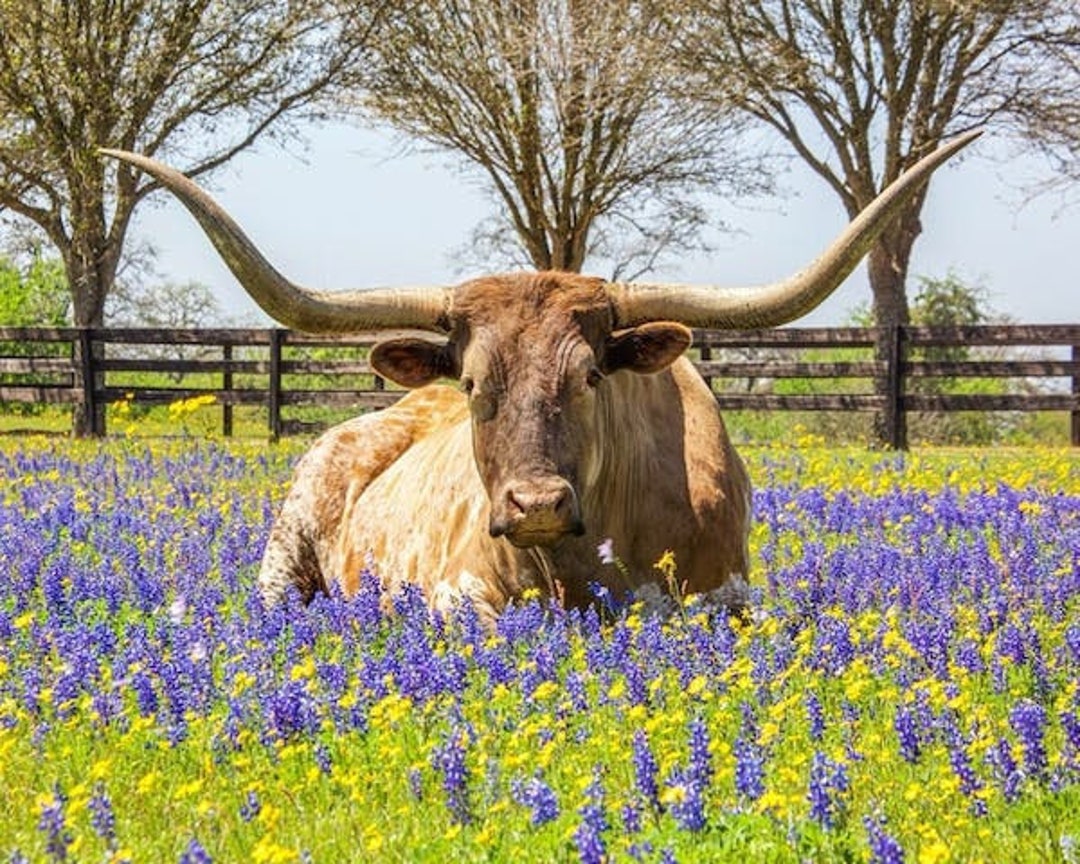 Longhorn Resting in Indian Paintbrushes - Etsy