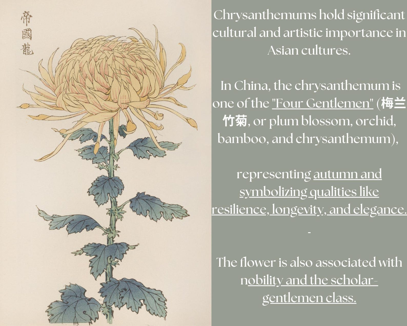 38 Chinese Style Chrysanthemum Art Bundle|flower Chinese Design|chinese ...
