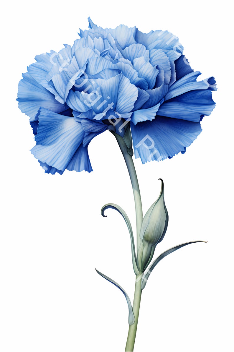 Blue Carnation Watercolor Clipart Bundle 14 High Quality JPG - Etsy
