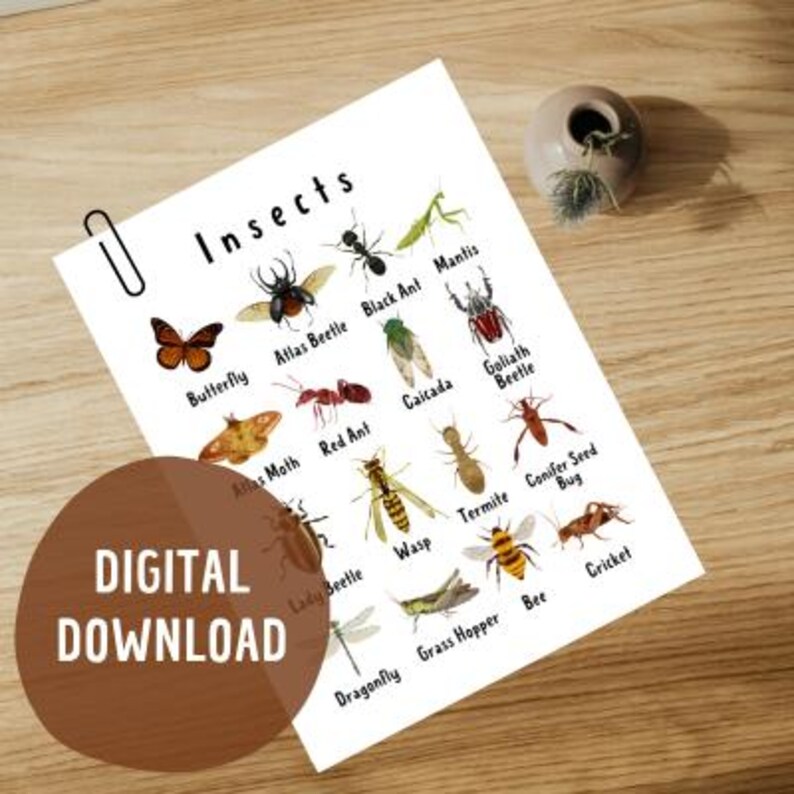 Insects Poster, Kids Educational Poster, Classroom Poster, Home School ...