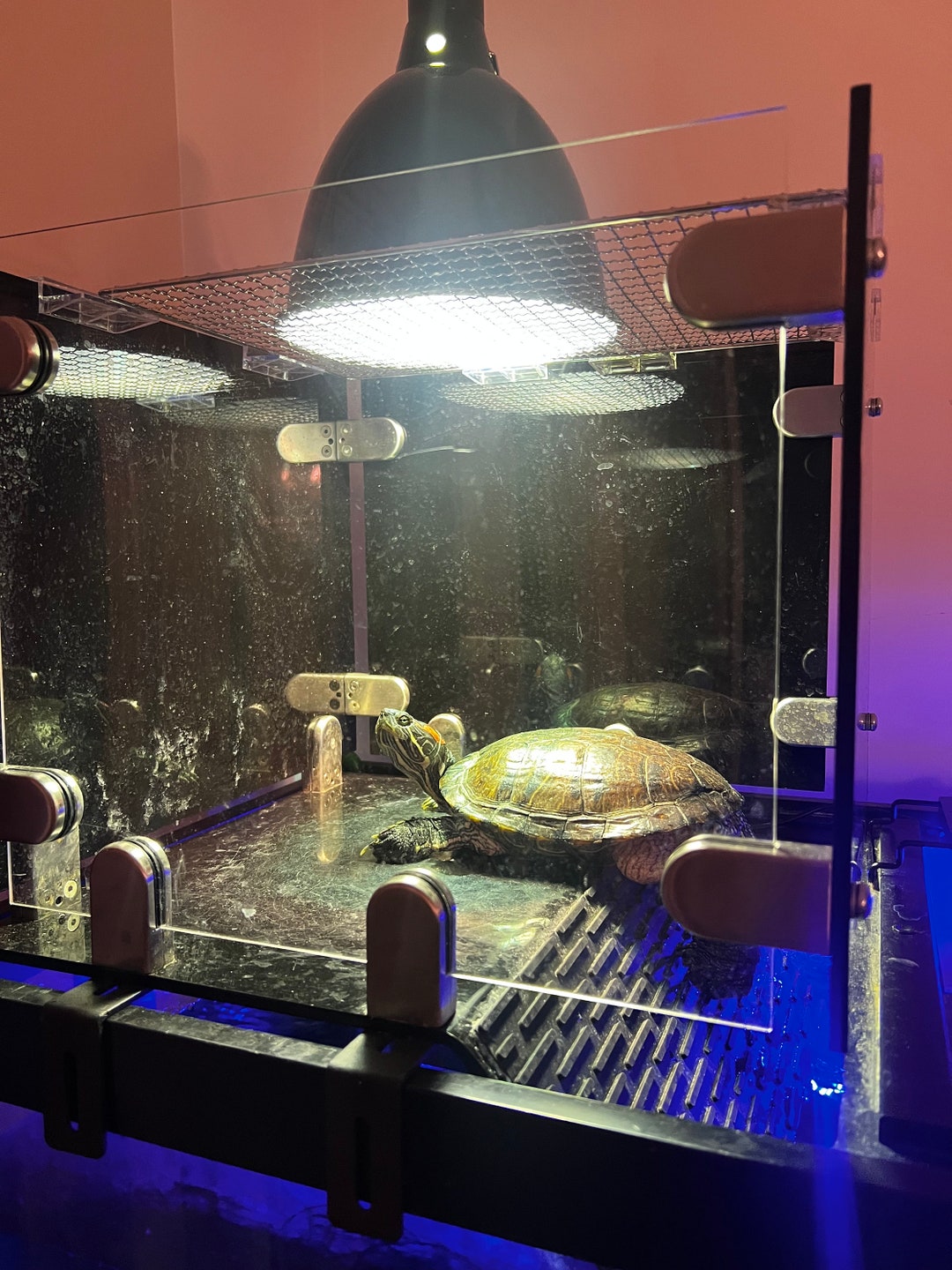 Acrylic Above the Tank Basking Platform for Large Turtles - Etsy Australia