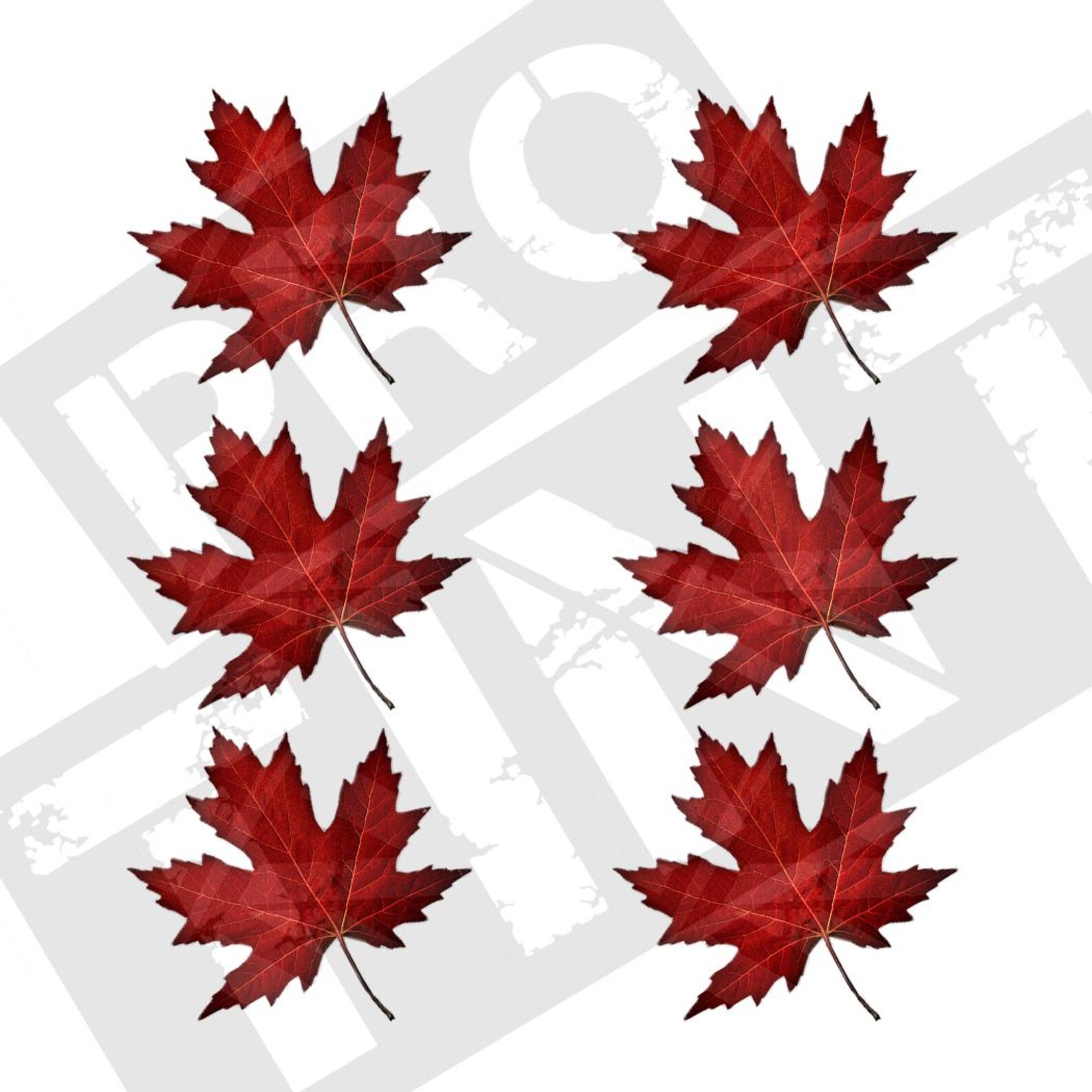 Canada Maple Leaf Stickers 6 Pieces - Pack of 6 (six) Realistic ...