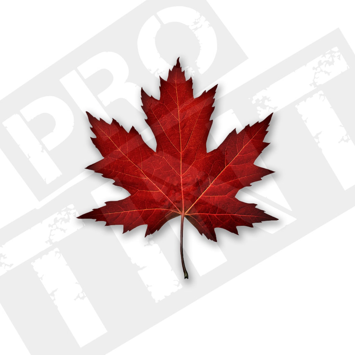 Canada Maple Leaf Stickers 6 Pieces - Pack of 6 (six) Realistic ...